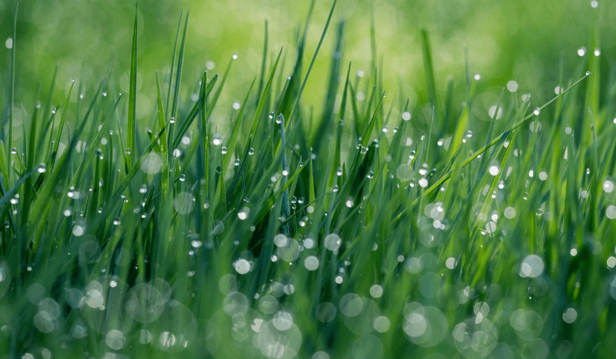 Why Natural Grass Is Better Than Artificial Turf Sodlawn