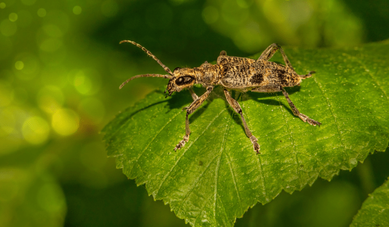 Common Tree Pests: ID and Control