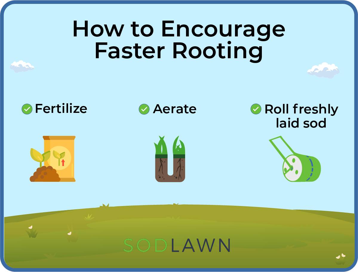 How Fast Does Sod Take Root?