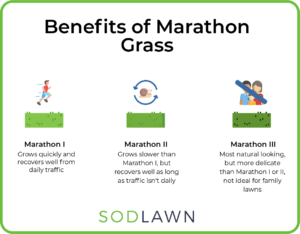 Marathon vs Tall Fescue: What to Choose