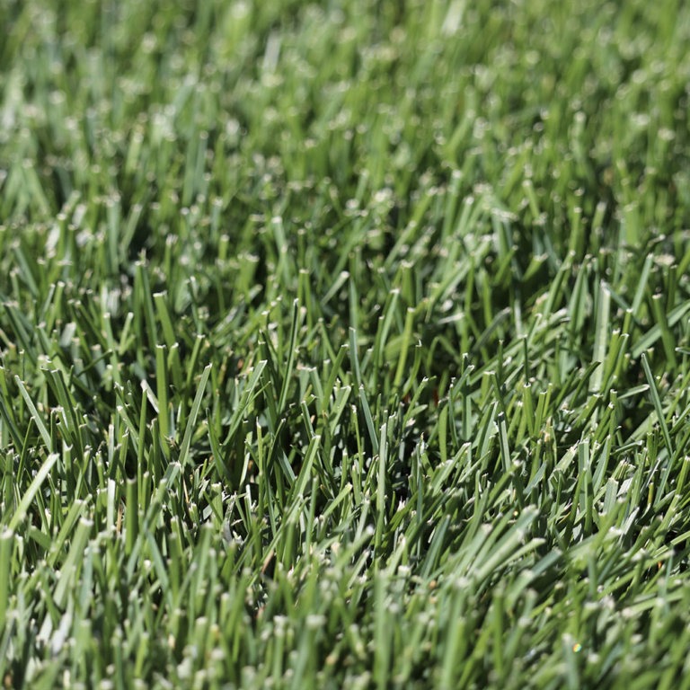Spring and Summer Lawn Care for Beginners